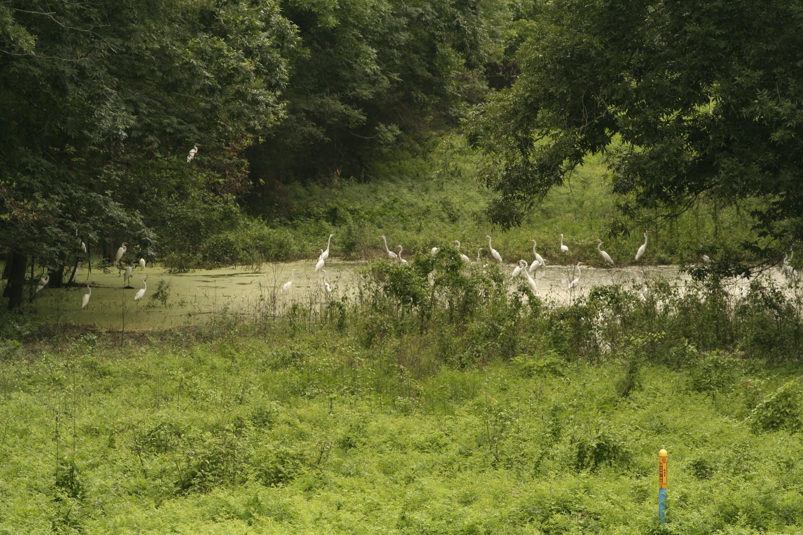 Dean and Becky's Hummer Adventures: Panther Swamp National Wildlife ...