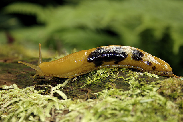The Banana Slug – Nature’s Giant Recycler | The Ark In Space