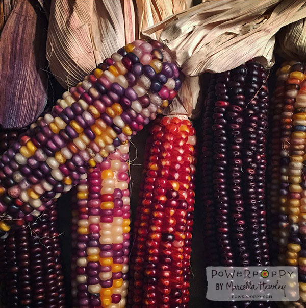 Power Poppy - The Blog: November 2015