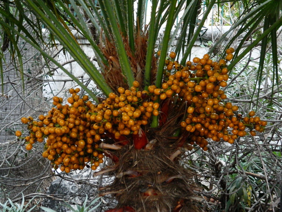 LA MULTI ANI, ROMANIA!: Fructe de palmier