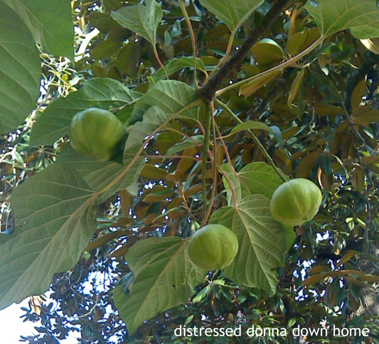 Distressed Donna Down Home: Tung Oil Trees