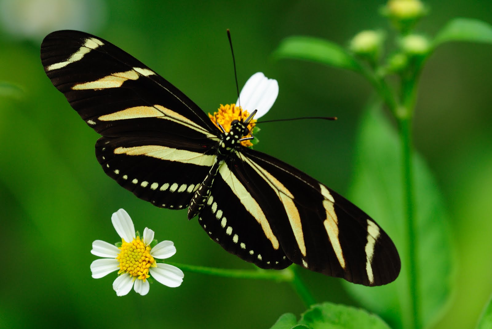 Visto al Pasar: Heliconia Charitonius, o Mariposa Zebra