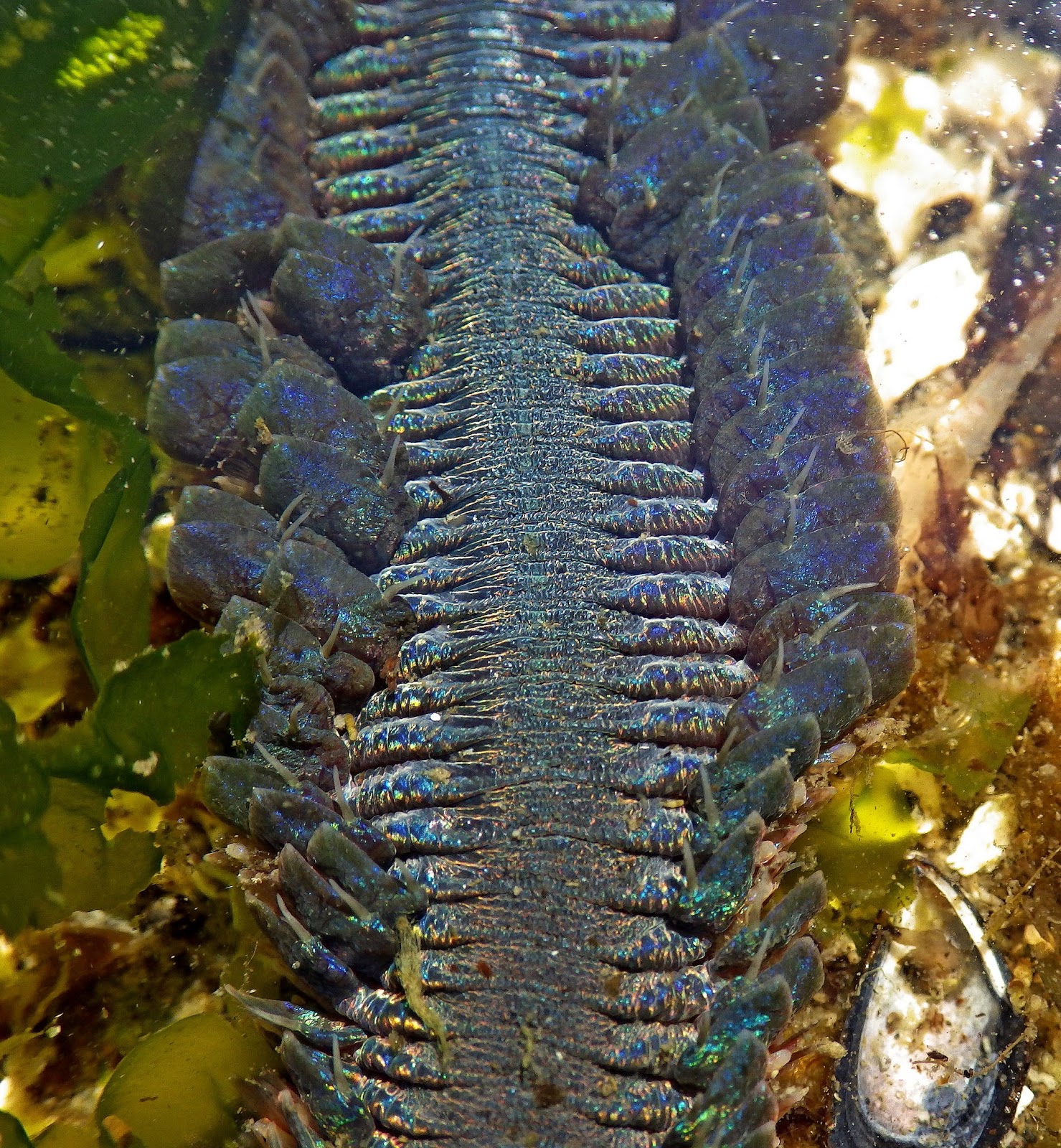 Buzz's Marine Life of Puget Sound: Pile Worm Takes a Stroll in the Sun