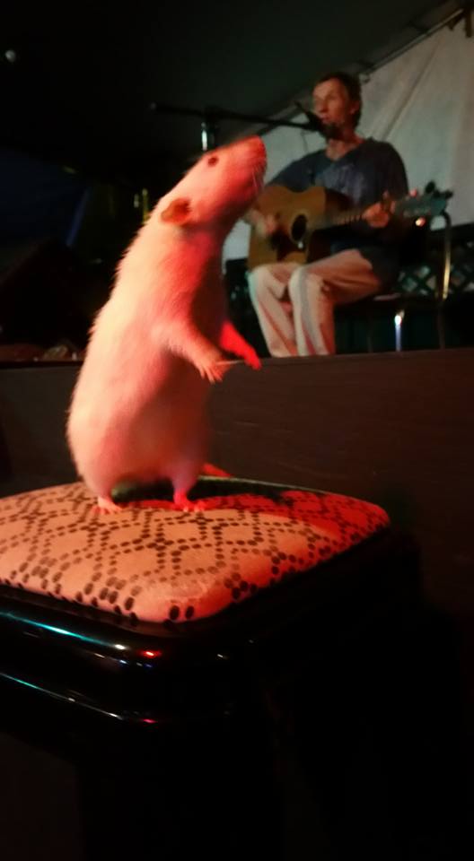 ♡ ラット (Ratto) Love ♡: My Rattie Story and Why Rats Make Good Pets