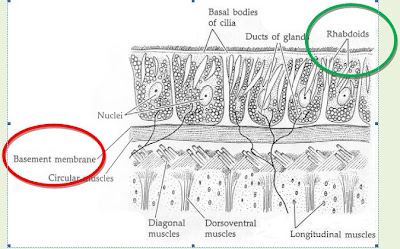 Platyhelminthes: Class Turbellaria