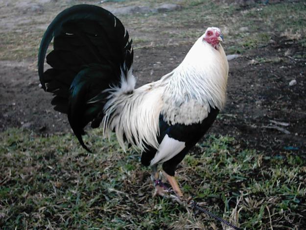 EL GALLERO: octubre 2011