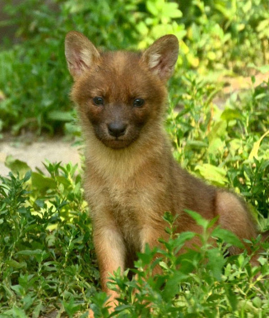 Amici-in-allegria: Cuon