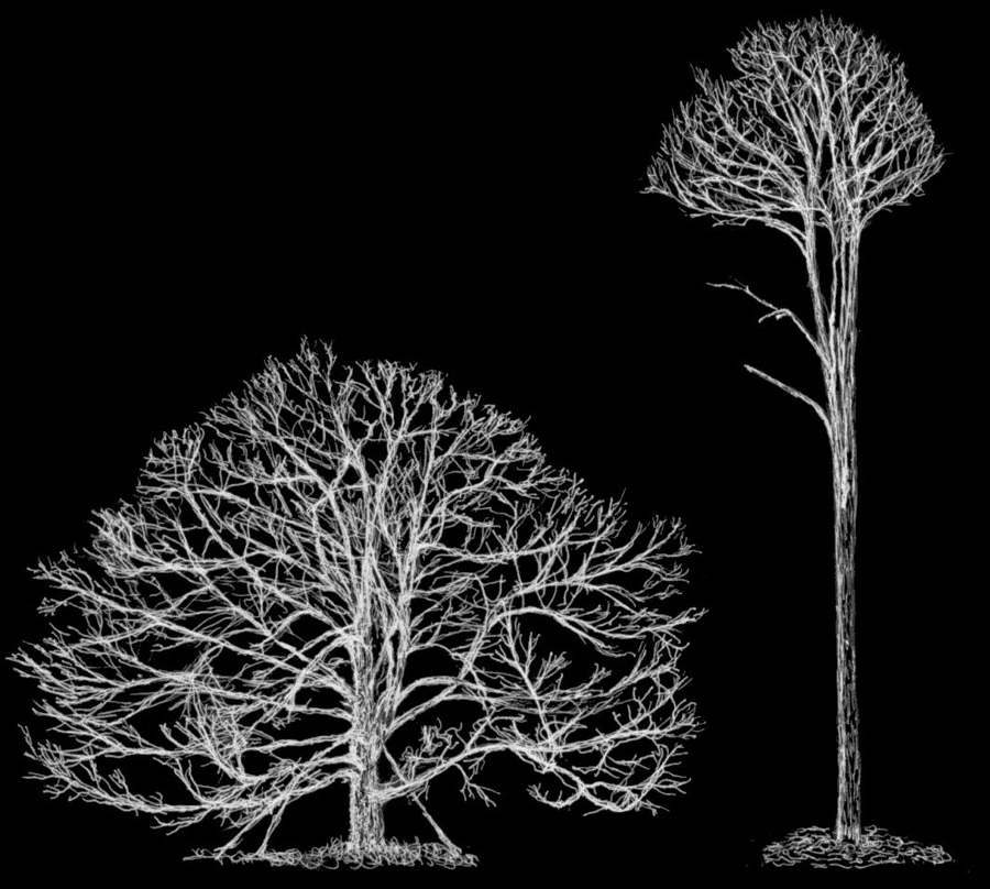 dm studio: the different shapes of a tree based on its environment