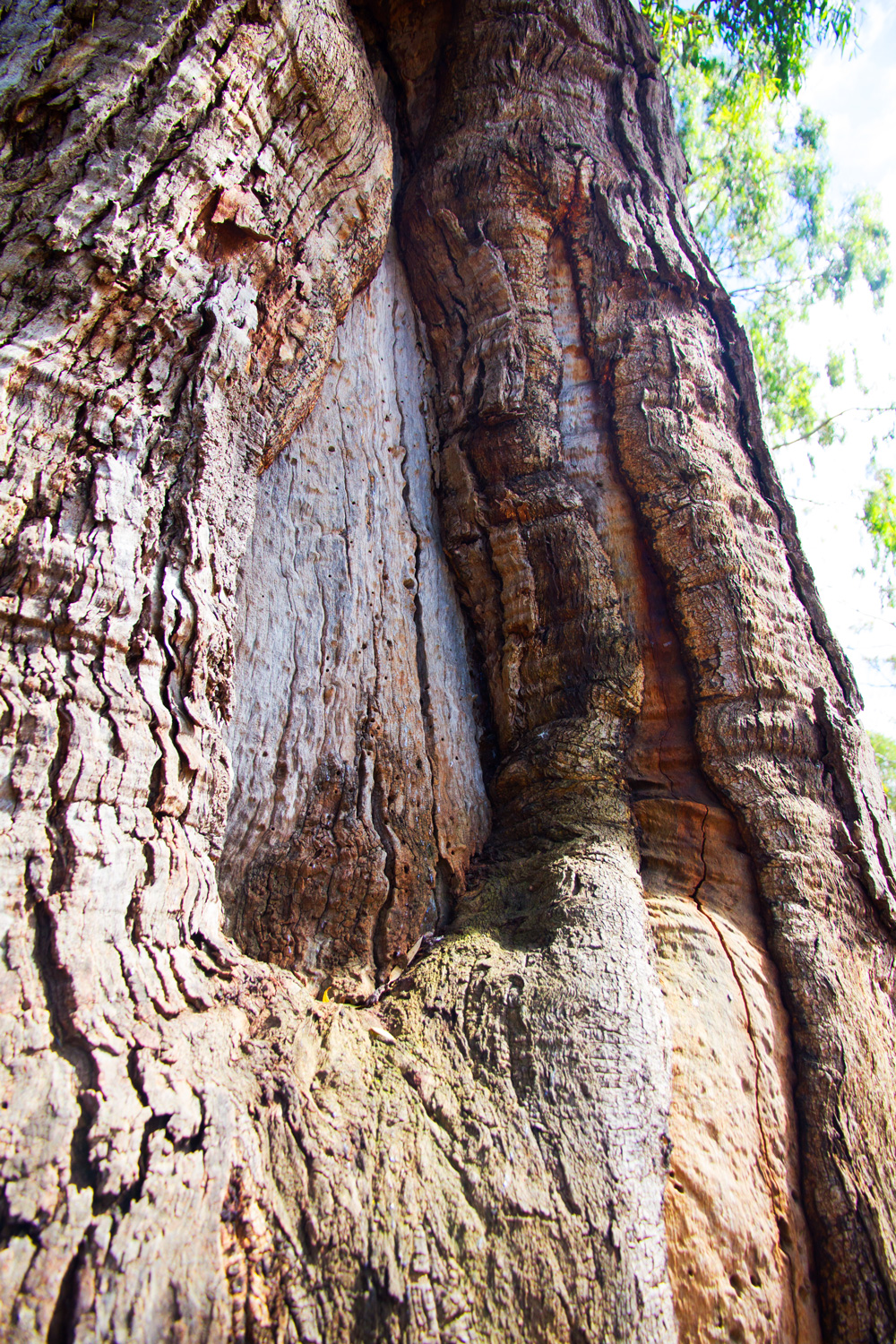 Doncaster Templestowe Historical Society: "Canoe" trees