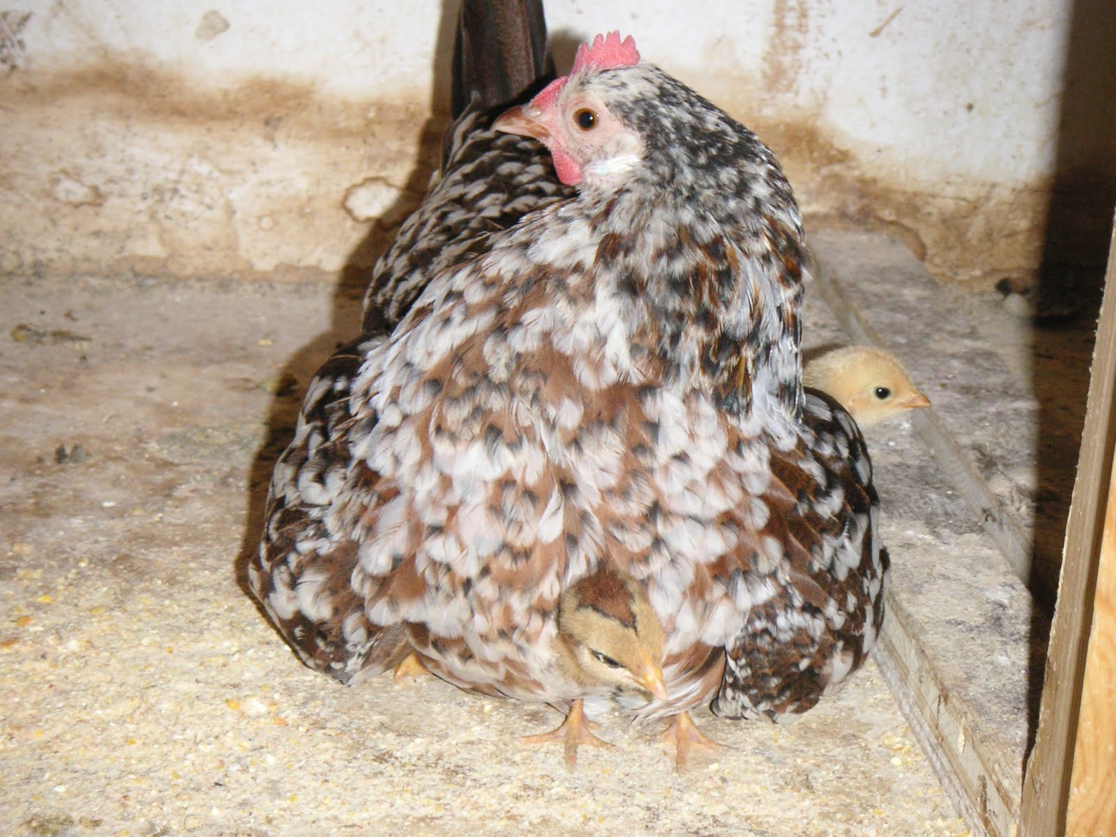 cavall pirinenc catala: flors d'ametller i gallines empordanesas