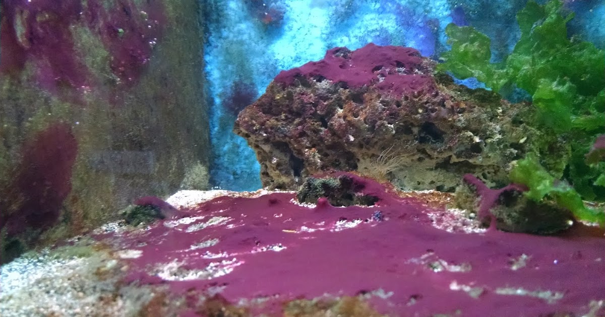 Red Slime Stain Remover – Simple Resolution For Eliminating Algae Stains