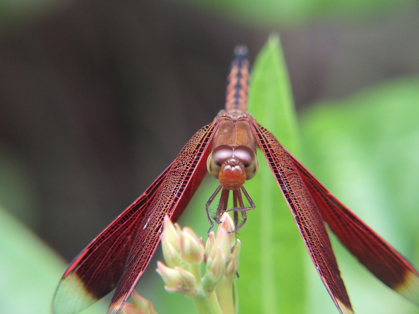 Dunia Virgani: Part XIII: Galeri Capung Merah