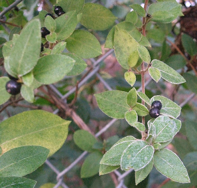 Fruit Seeds of Southern Michigan: Lonicera japonica -- Japanese Honeysuckle