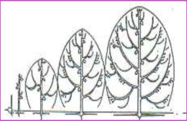 Forester: Model Arsitektur Pohon (Massart, Scarrone dan Attim)