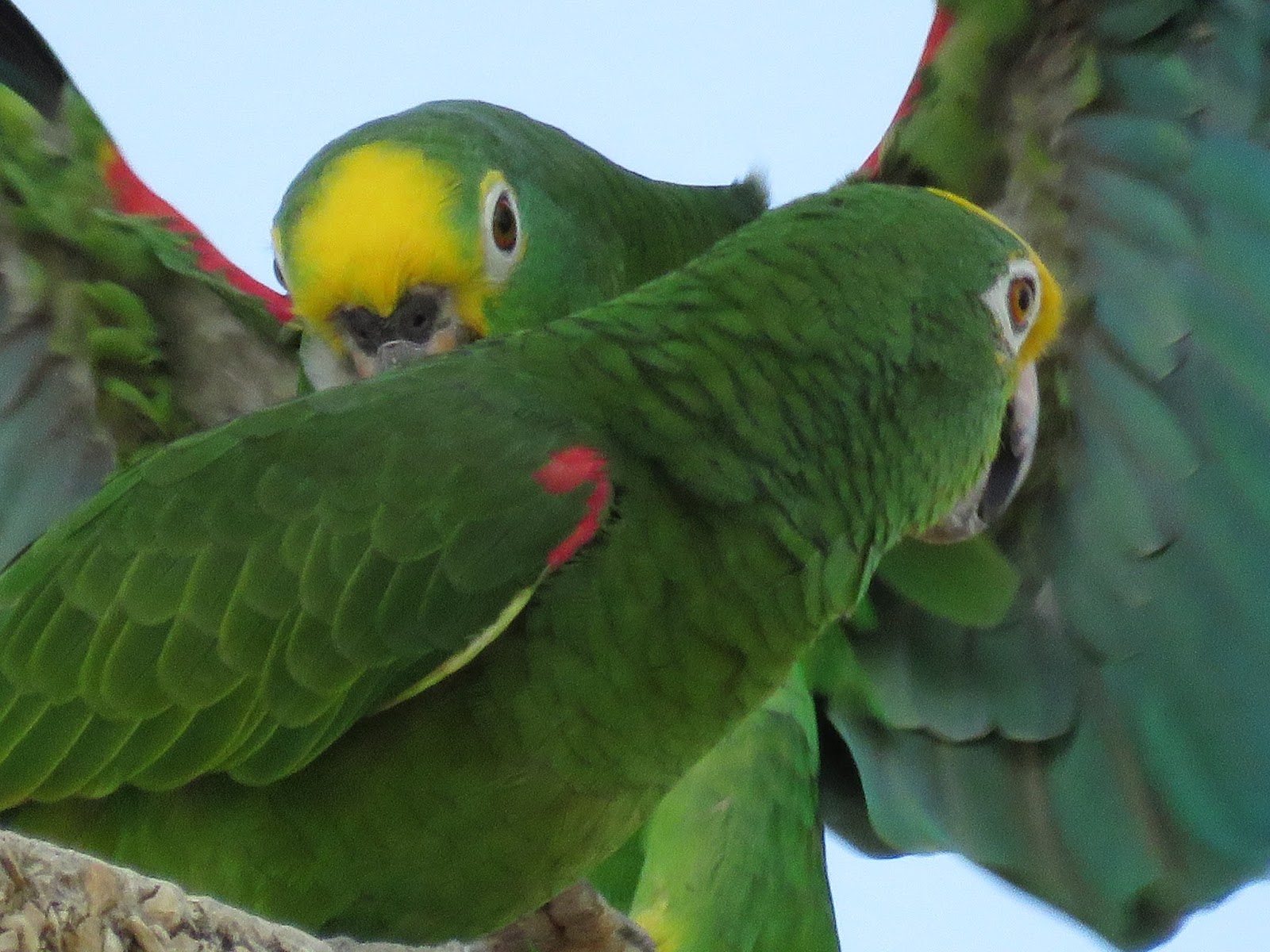 AVES DE VENEZUELA Y EL MUNDO pedro romero ramos: Loro Guaro (Amazona ...