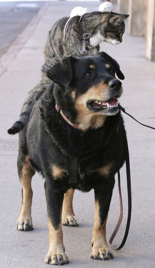 Strange Animal Couples