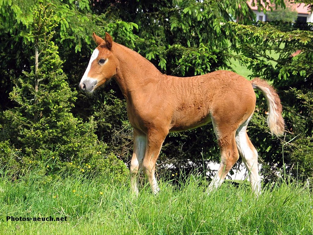 Gatibook: Le poulain, un poulain (nom masculin)