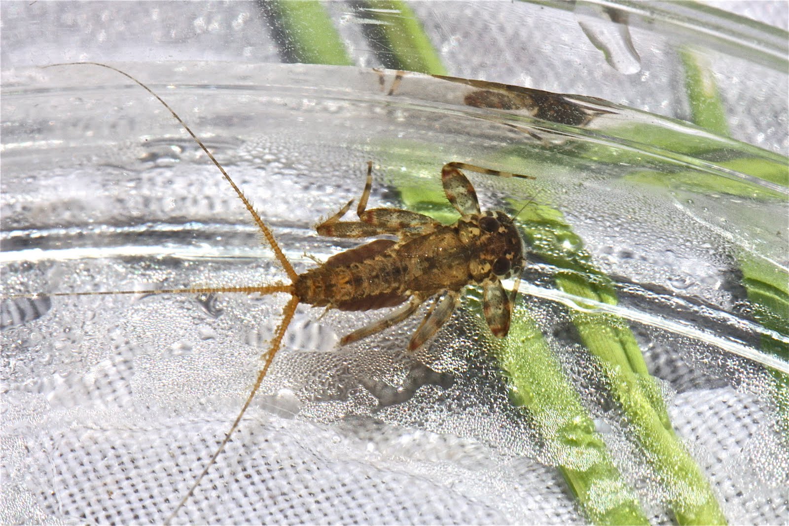 Aquatic Insects of Central Virginia: How to Ruin a River: A Summer Trip ...