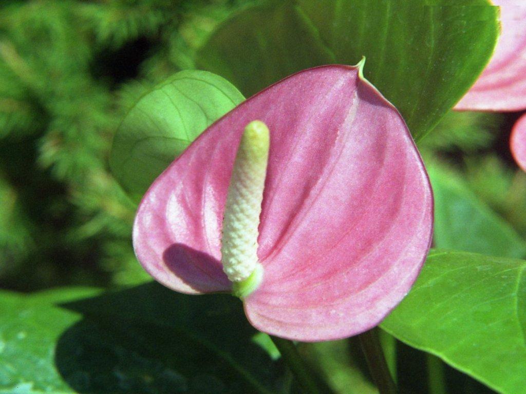 Flower Picture: Anthurium Flower India