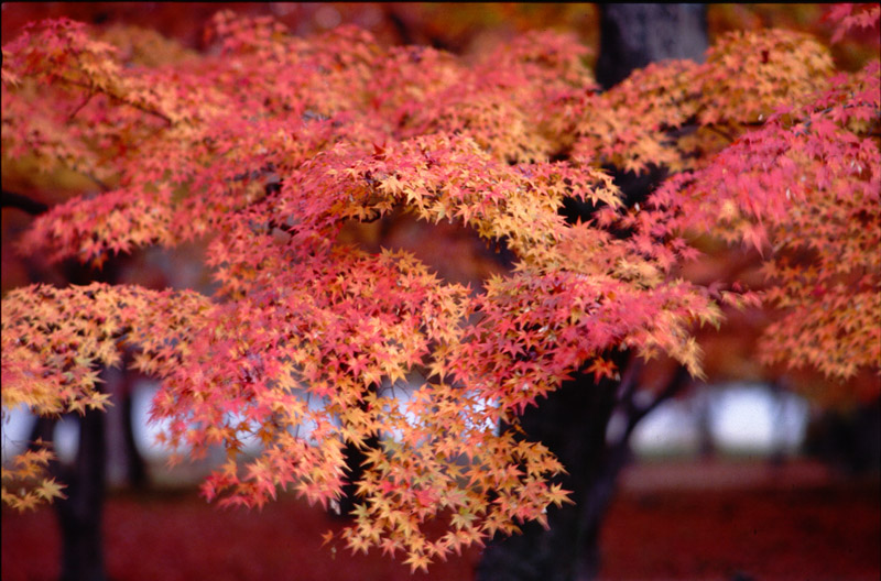 :: NaSHz NaSRuLz ::: 4 Seas0n : Musim Luruh - Autumn.......