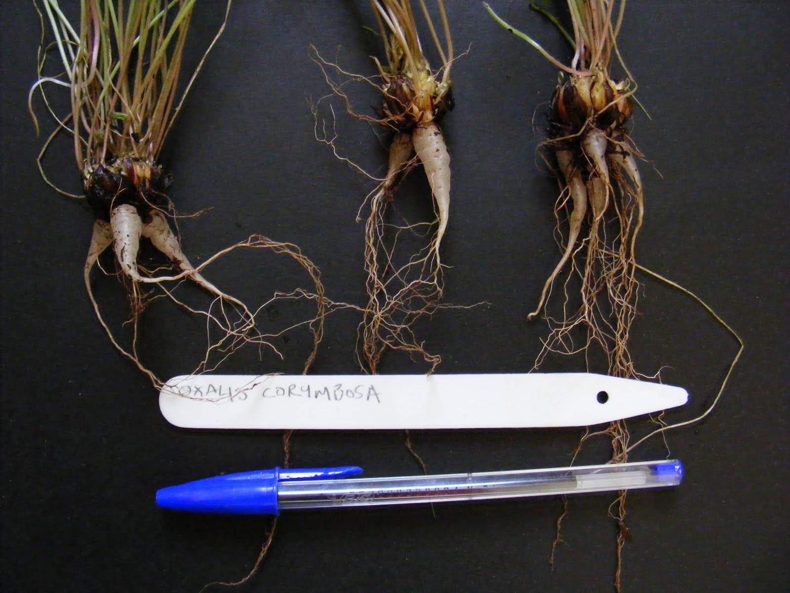 Growing Oca: Oxalis Corymbosa — a Second Look