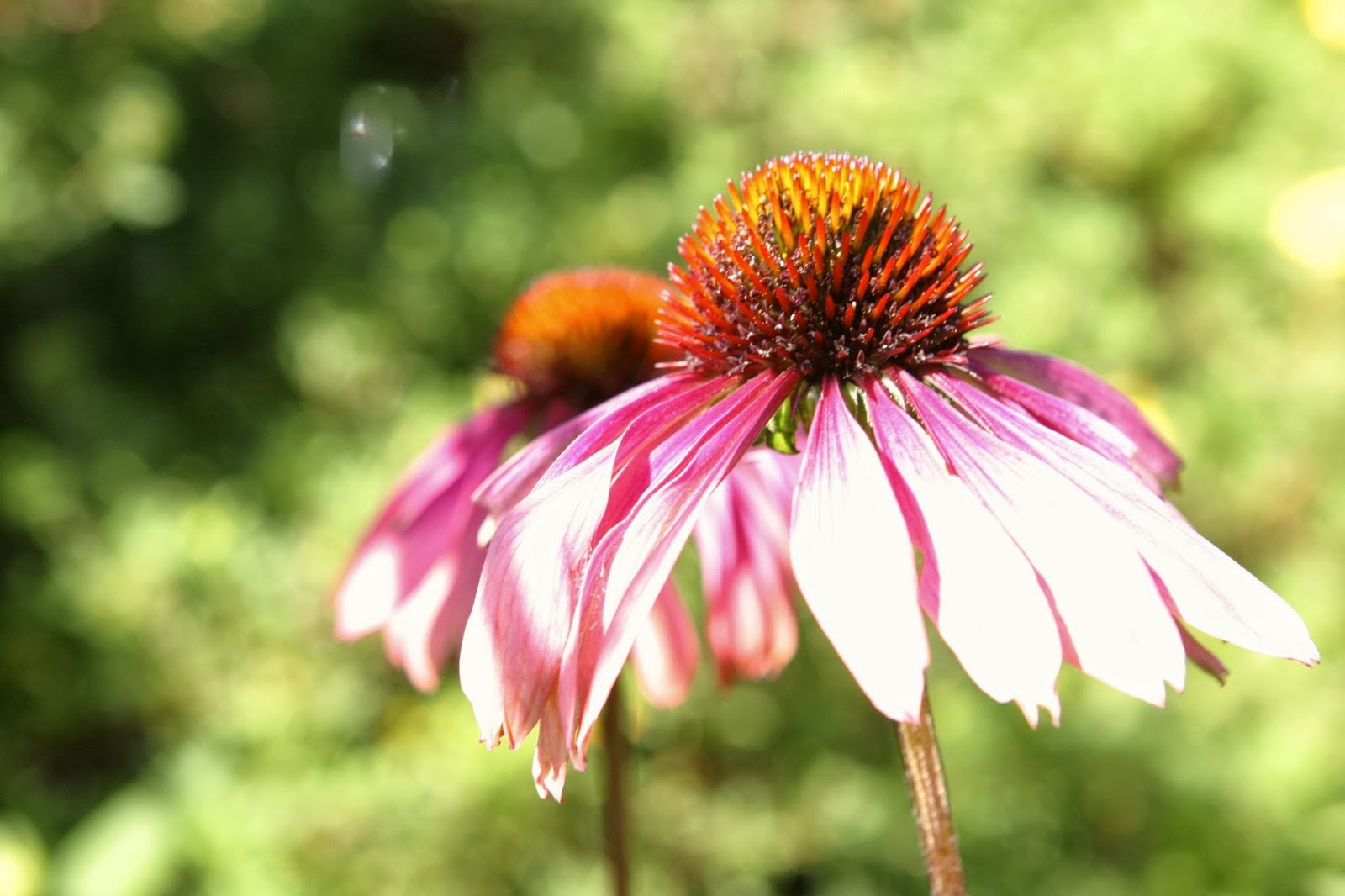 Rohdes Garden: At så sine egne Akeleje, Brudeslør og Solhat stauder