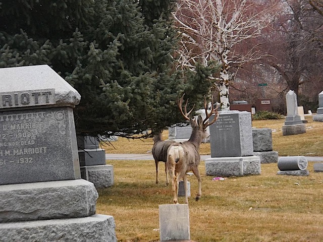 Deformutilation: Cemetery Wildlife