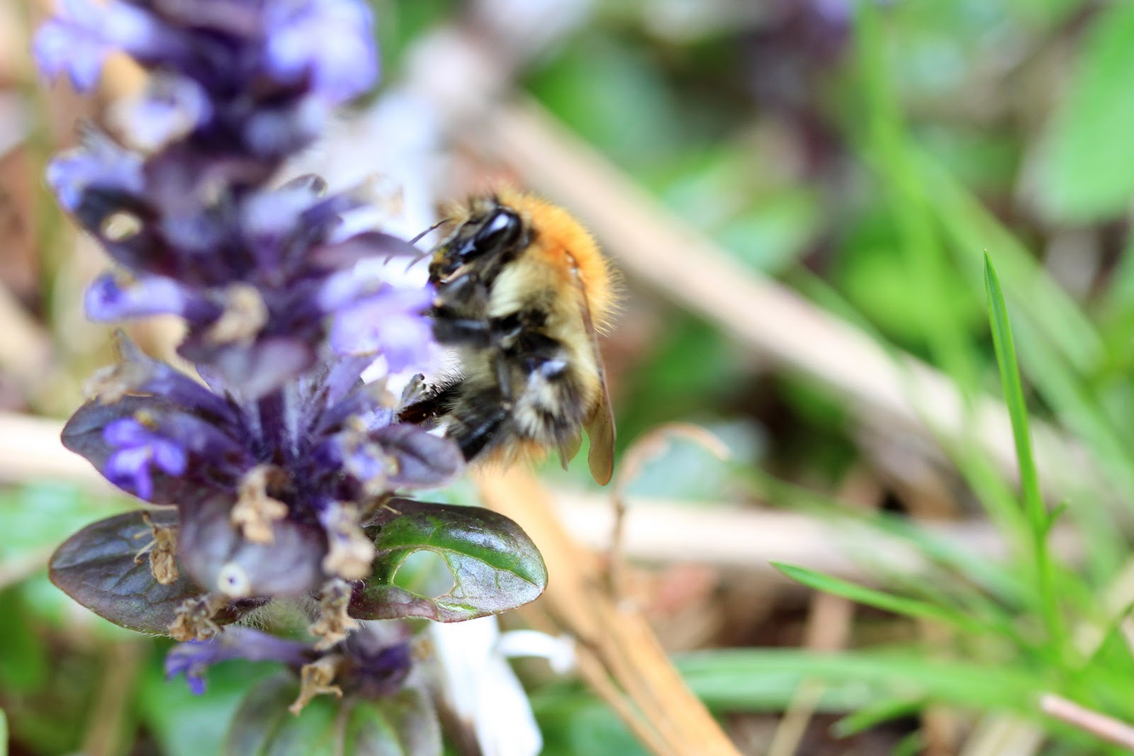 Gibside: Surveys 3 - Birds & Bees and the Rest