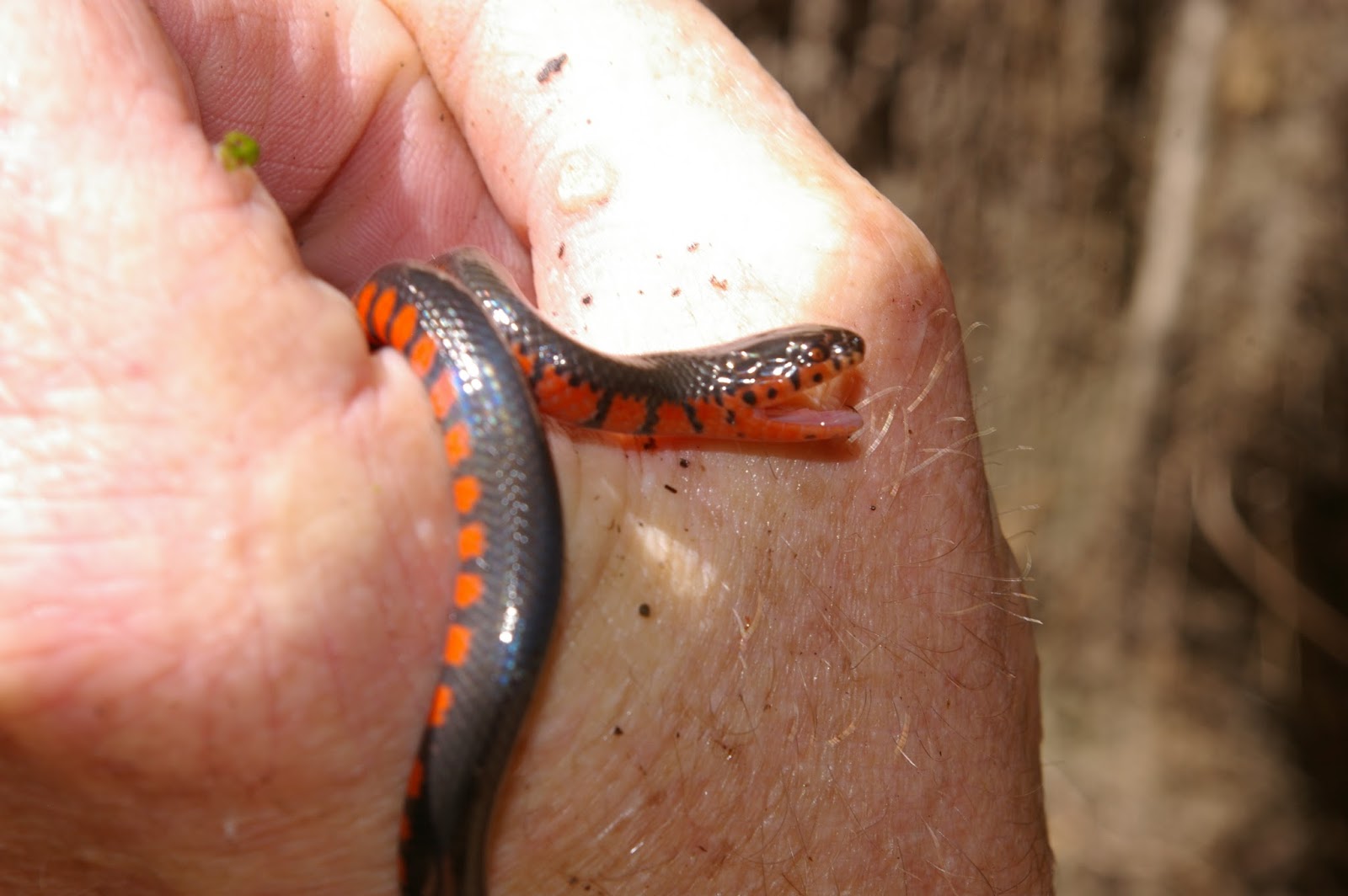 So I Married a Herpetologist