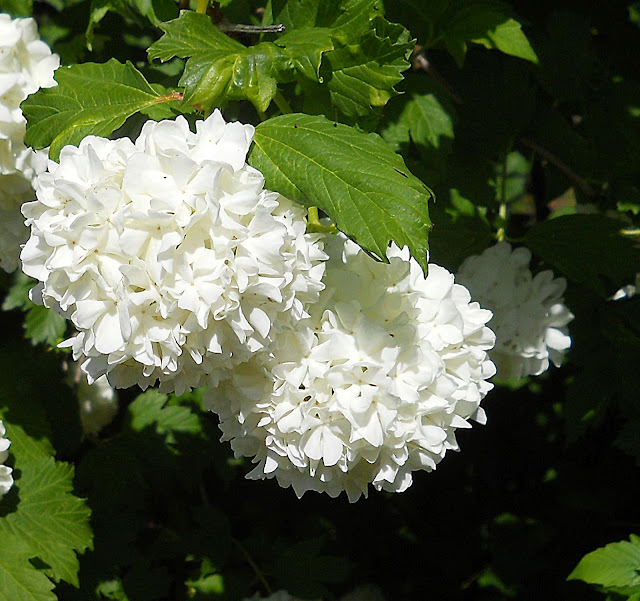 Thom Zehrfeld Photography : Snowball Trees