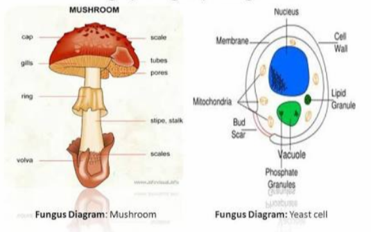 Differences between Algae and Fungi Differences between Algae and Fungi