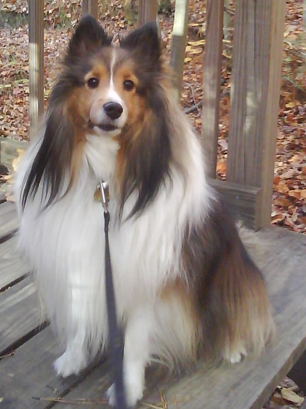 Greying and Dating: How Silver Hair Affects Your Love Life: Sheltie Time