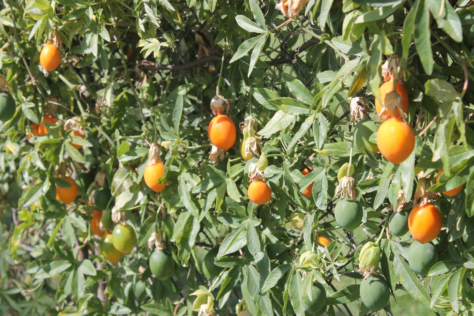 Fotos de mi barrio - Pictures of my neighborhood: Fruta de la pasión ...