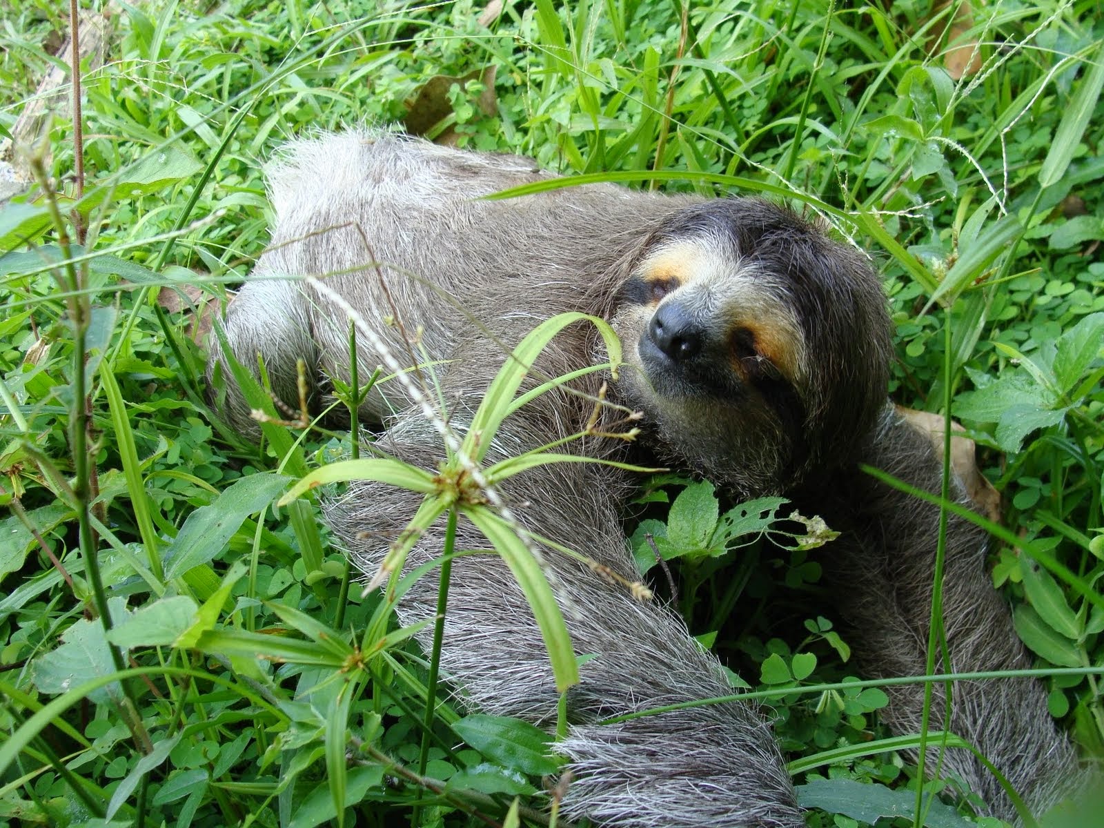 FAUNA : EL OSO PEREZOSO