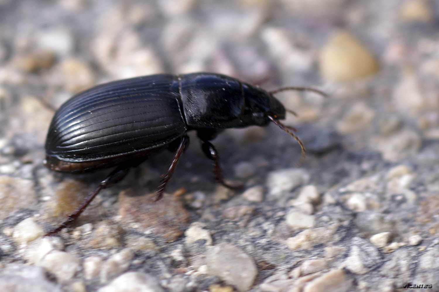 Fauna silvestre de Hormaza: Zabrus tenebrioides