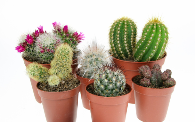 Best Definition And Characteristics Of Cactus And With Some Important ...