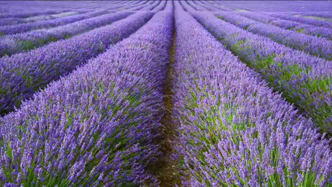 Gambar Bunga Lavender Yang Sangat Indah | Kumpulan Gambar