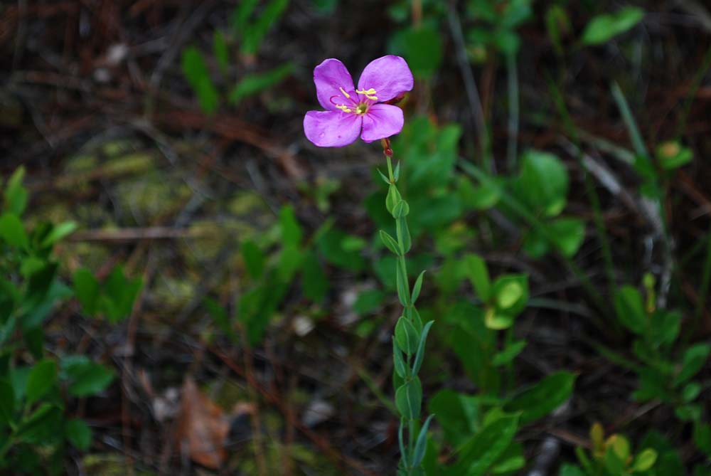 Space Coast Wildflowers: Panhandle Wildflowers, May 12-14, 2012