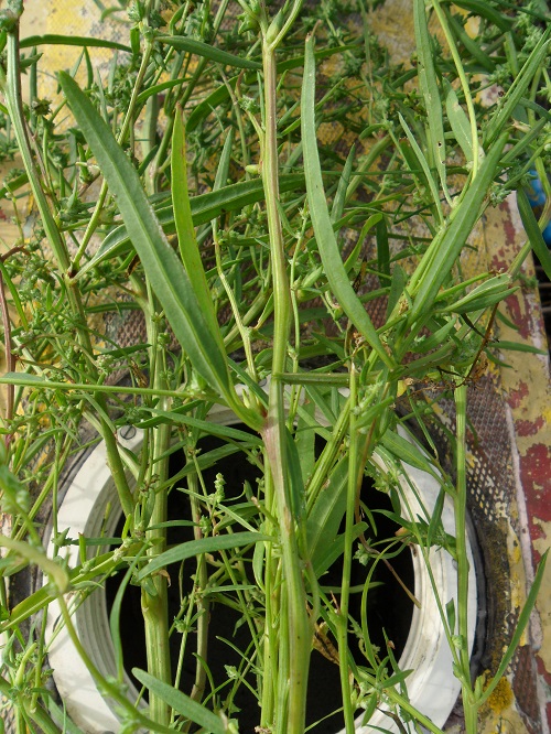 Wild Flowers of Wexford: Atriplex littoralis x Atriplex longipes new to ...