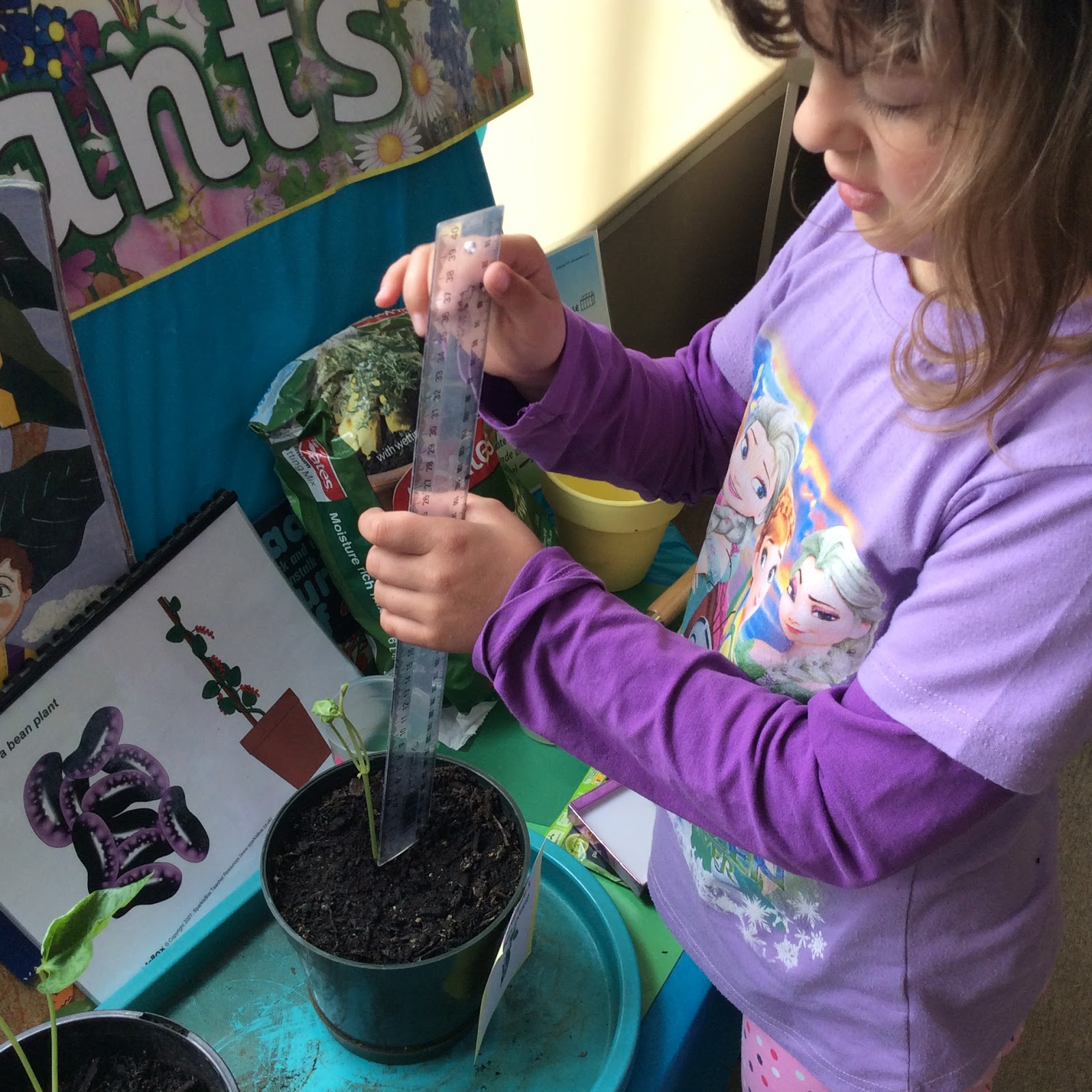 Mrs T's Blog: Jack and the Beanstalk and Growing Beans