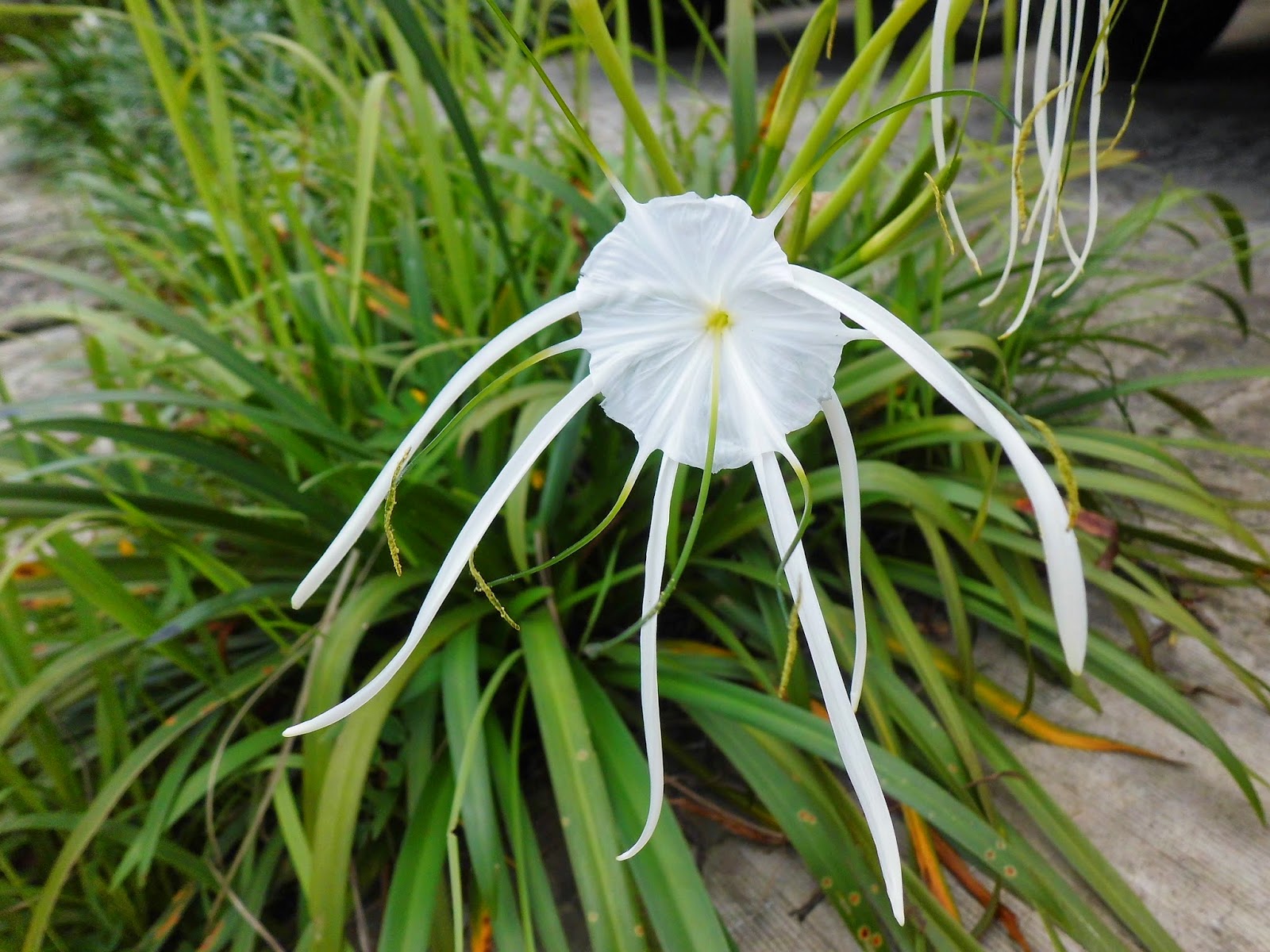 Spider Lily (Hymenocallis Littoralis)