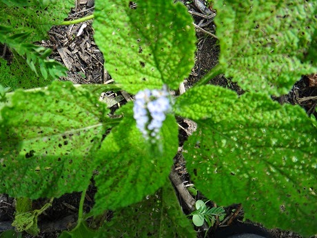HUMEDALES,CYPERACEAS,POACEAS,ET AL PR: LILLIAM MENA EN CAÑO TIBURONES