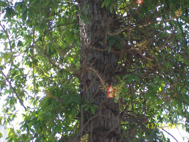 Prakruti -Mother Nature: Nagalingam -Nag-Champe Tree and Flowers