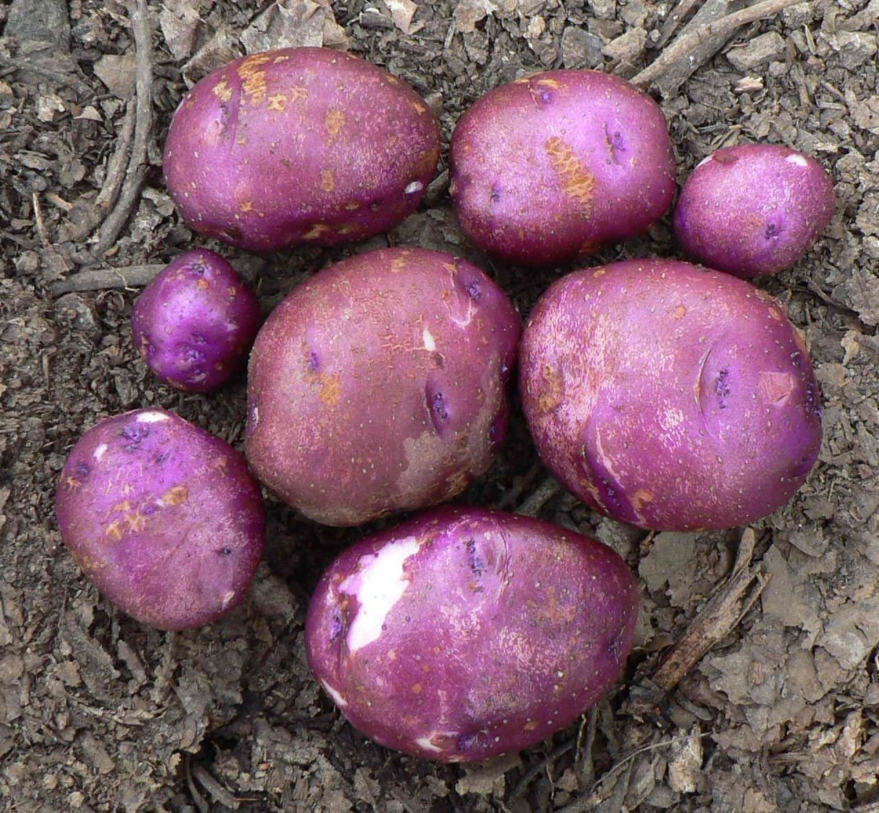 Visit My Garden: Pretty Veggies