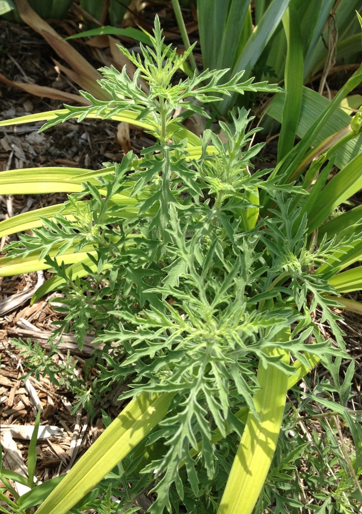 Garden Musings: Ambrosia Abounding