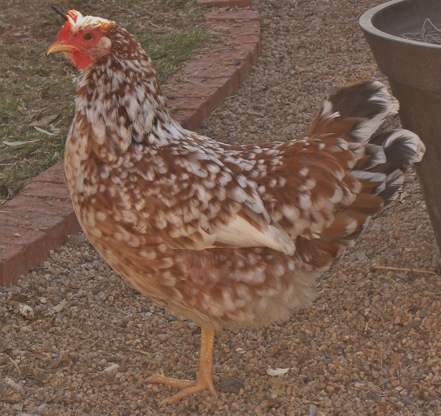 Aloha Chickens: Let's Get Hatching! (Again)