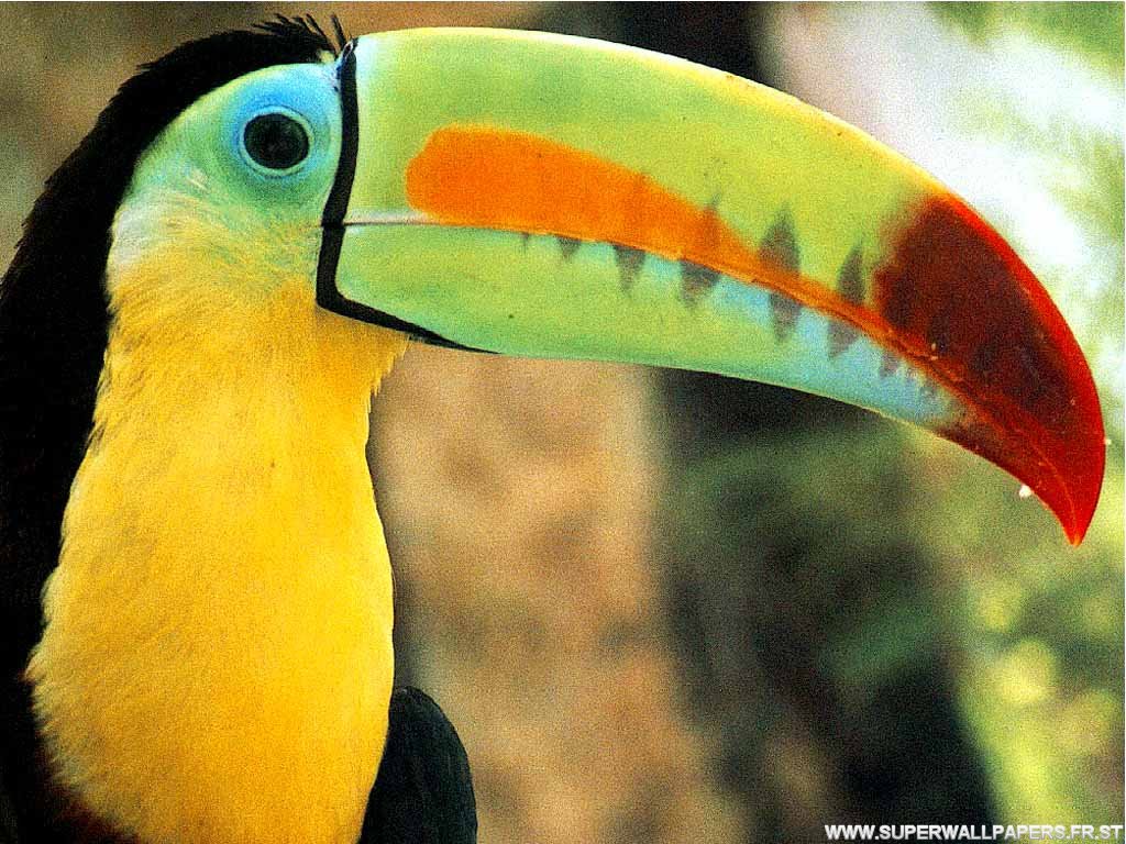 El Rincón de Noelia.: LOS TUCANES.