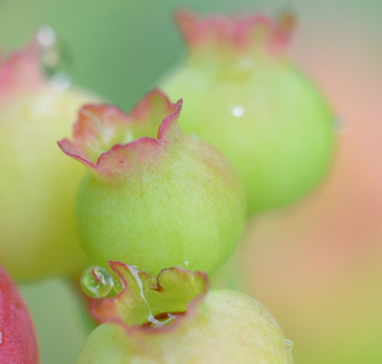 Looking Back Wildly Native Highbush Blueberries Flowers to Fruit ...