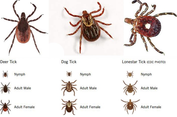 Tick identification pictures - questah