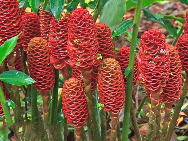 16 Manfaat Lempuyang Bagi Kecantikan Dan Kesehatan - Obat Alami